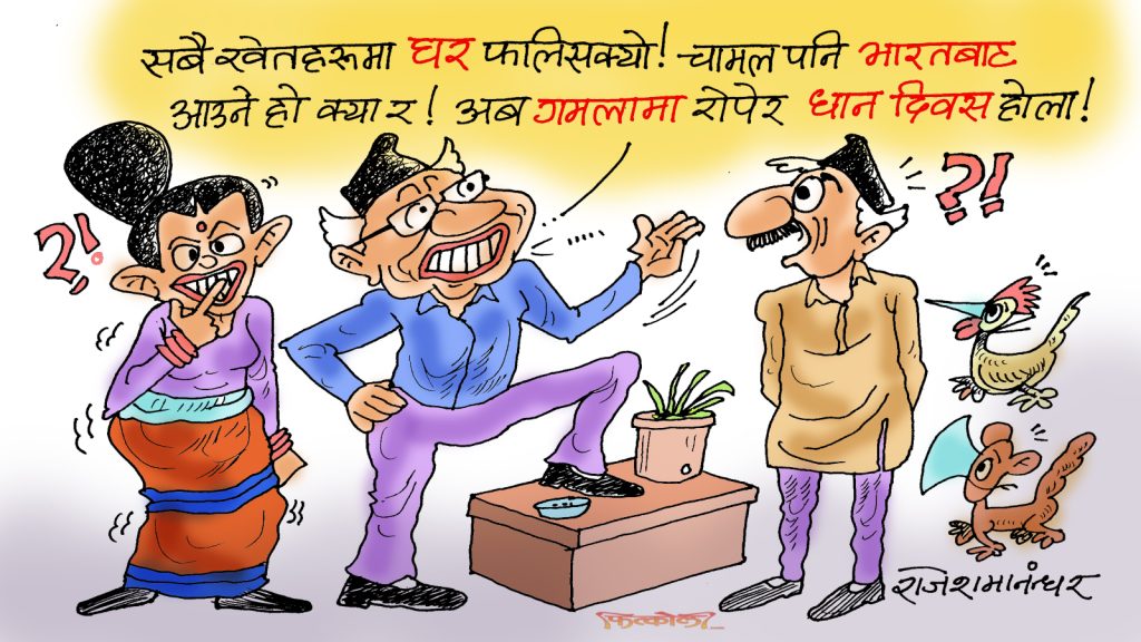 कृषिप्रधान देशको असार पन्द्र ! गमलामा रोपेर धान दिवस जिन्दावाद ...